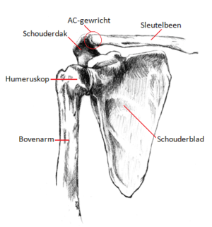 Artrose van het AC-gewricht - ZorgSaam