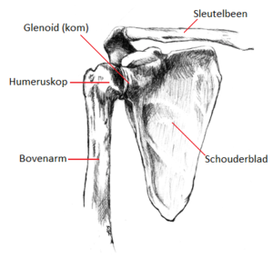 Schouderprothese - ZorgSaam