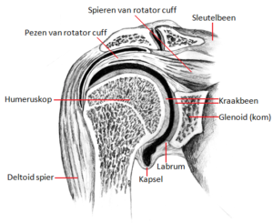 Artroscopie van de schouder - ZorgSaam