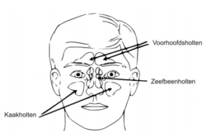Endoscopische operaties aan de bijholten van de neus - ZorgSaam
