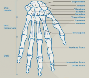 Artrose van de duimbasis (rhizarthrose) - ZorgSaam