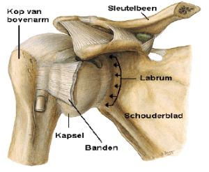 Instabiliteit van de schouder - ZorgSaam